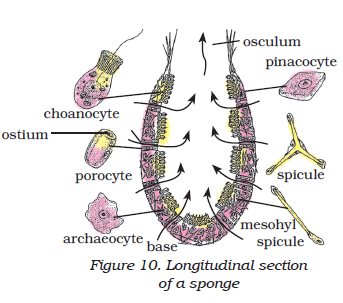 Asymmetrical Symmetry Animals Sponge Animal Kingdom: Definition,