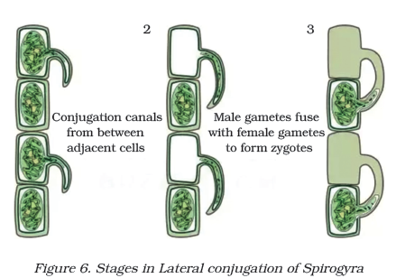 Spirogyra Lateral Conjugation Algae